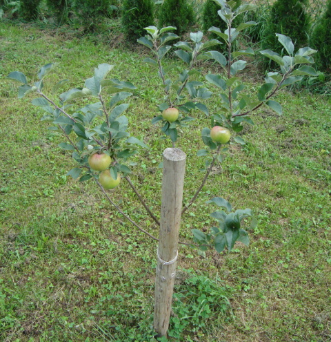 Ovocné stromy a keře :: Petr Soukup